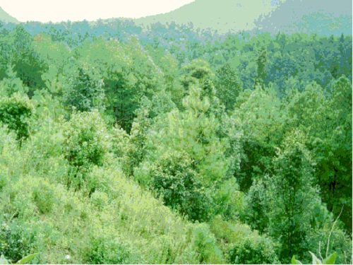 Paseo por México | Bosque de las Laminas en Ahuacatlán